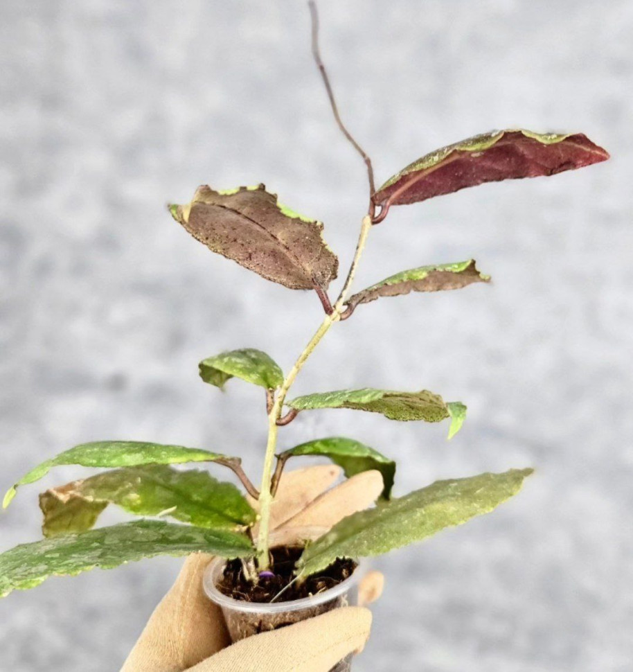 Купить Hoya Undulata Silver Purpul- ImportHoya интернет-магазин редких ...